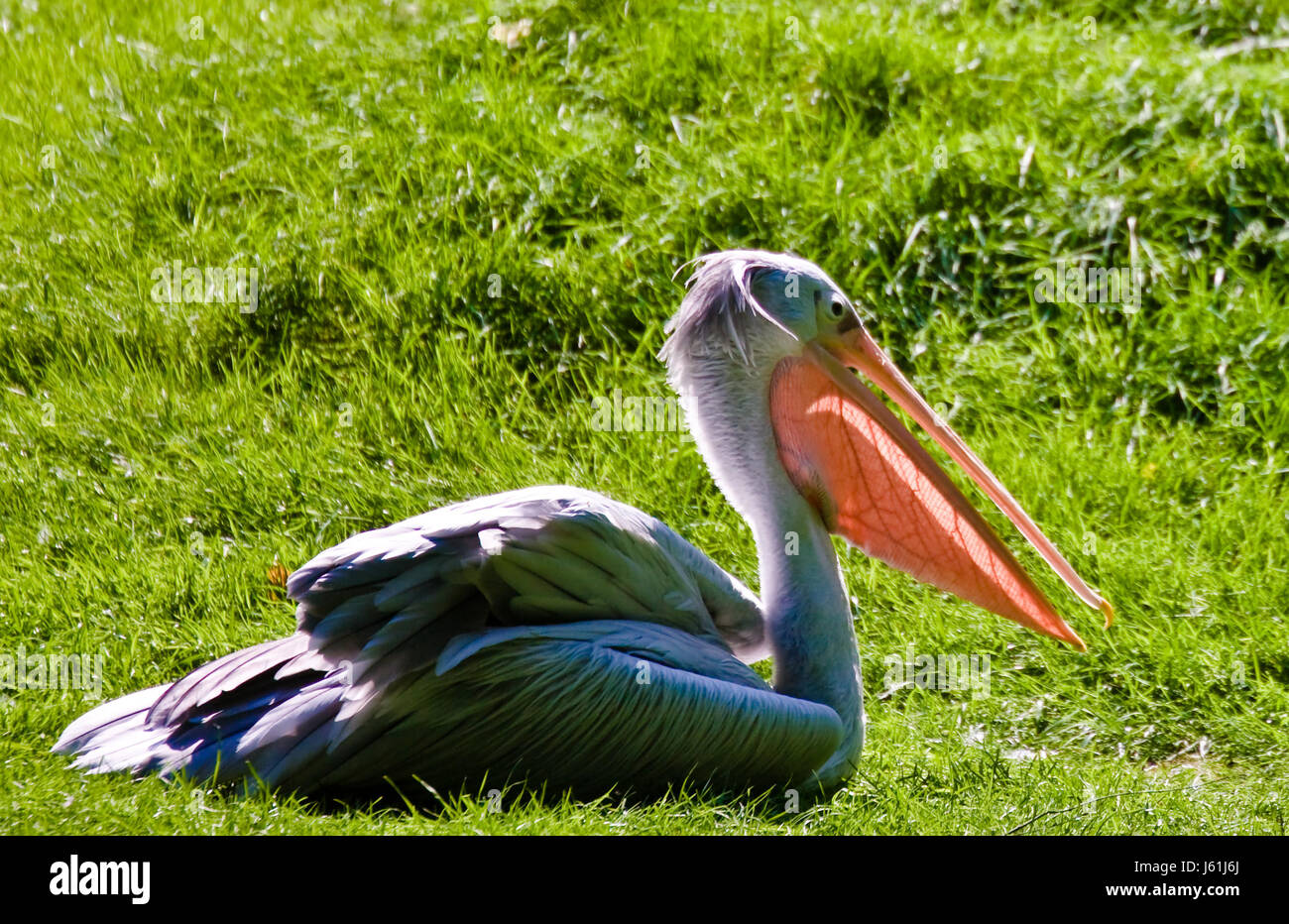 macro close-up macro admission close up view bird birds counter-light ...