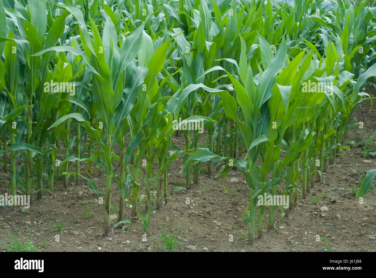 cultivation corn corncob cornfield agriculture farming cultivation corn ...
