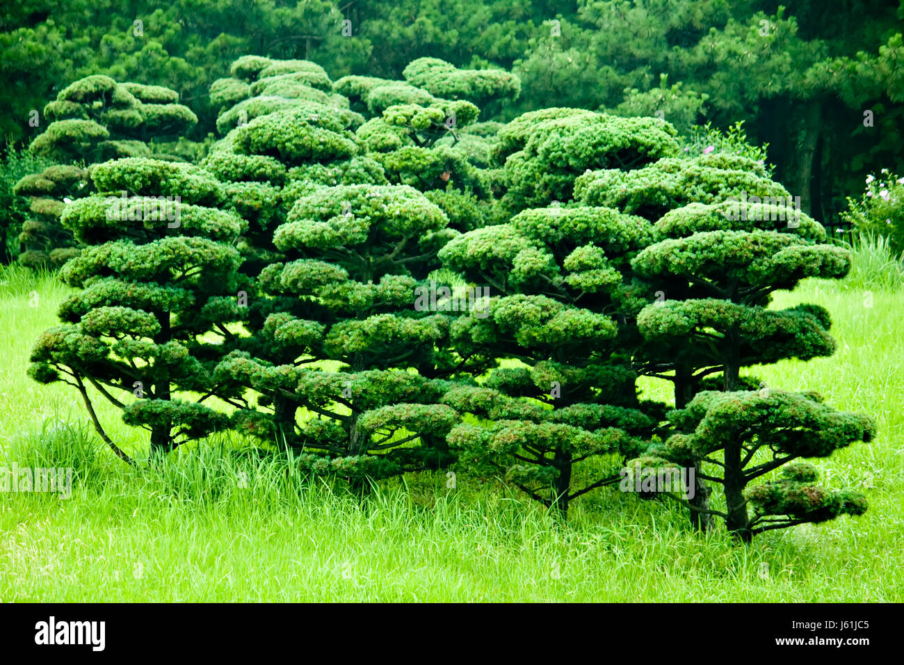 green asia firs conifers korea forest nature green asia firs conifers ...