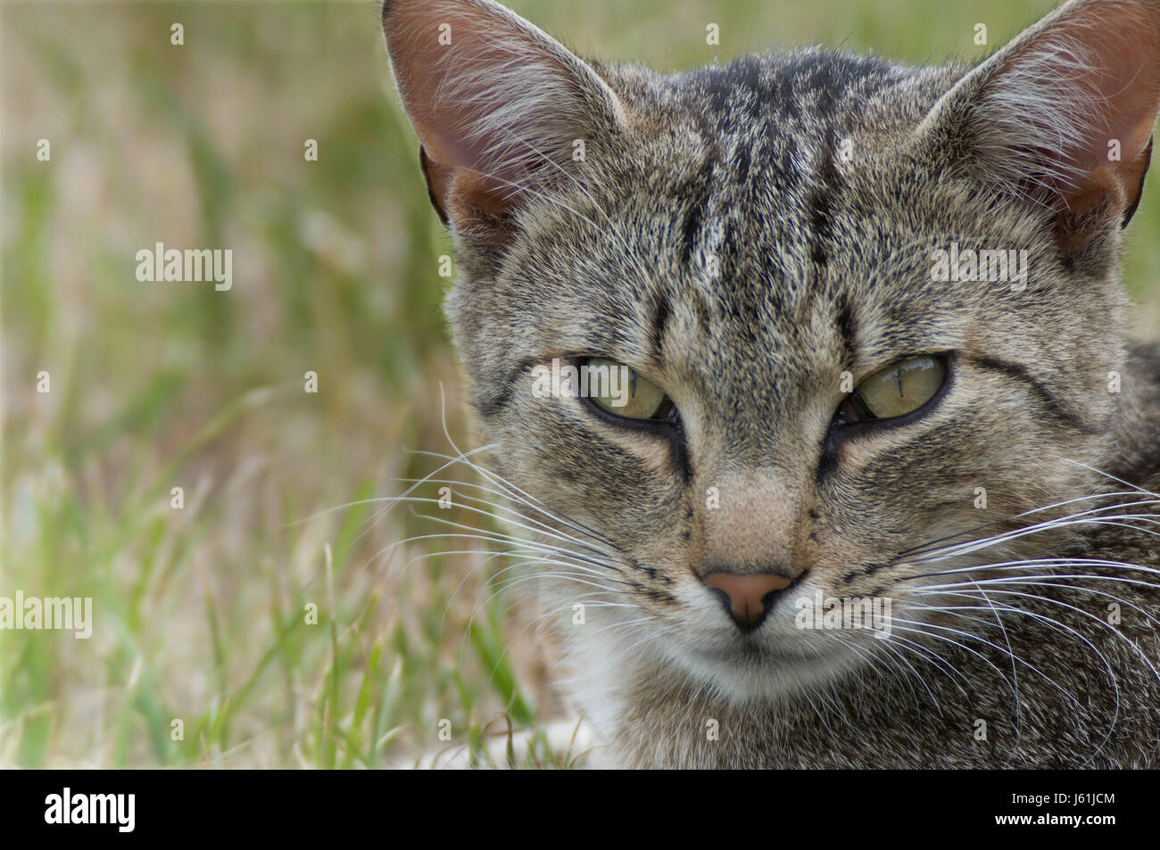 portrait pussycat cat domestic cat pet mammal playful portrait tame ...