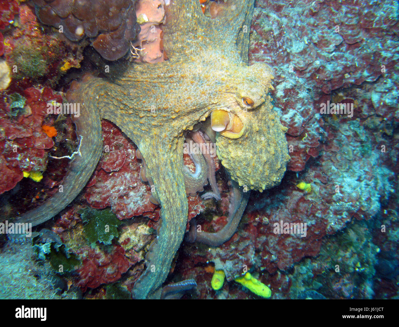 Mollusc underwater croatia octopus hi-res stock photography and images ...
