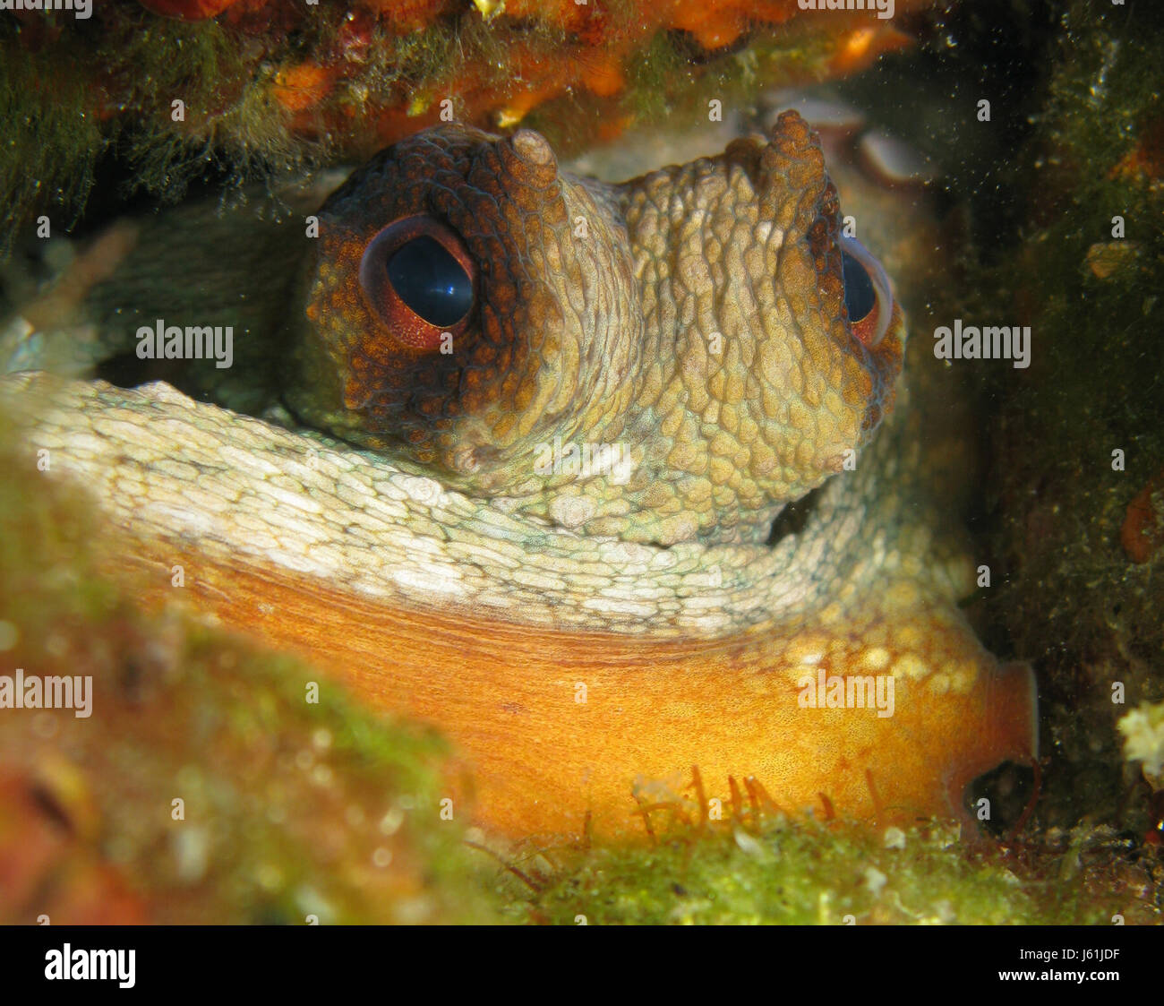 mollusc underwater croatia octopus squid motion postponement moving ...