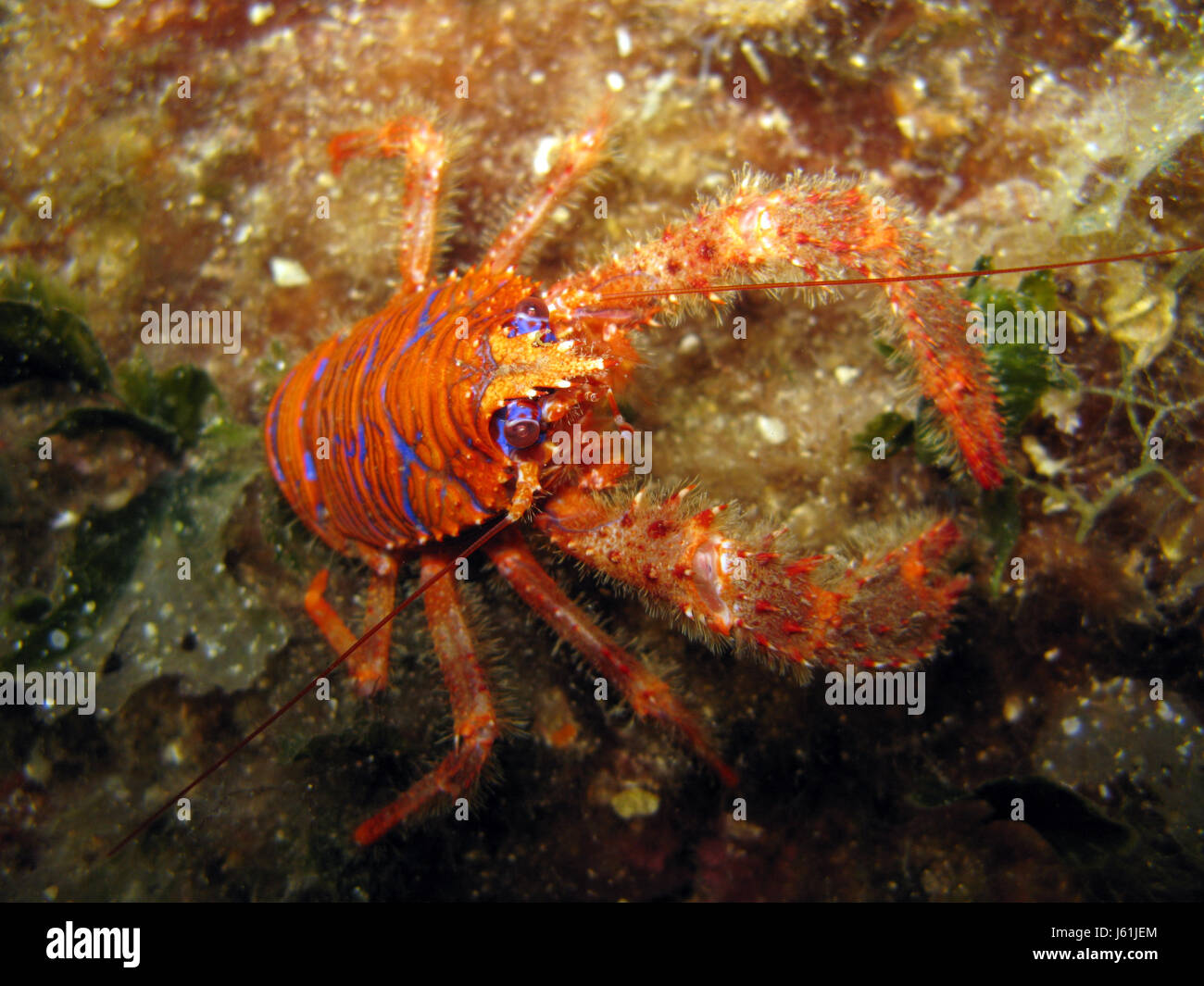 underwater cancer croatia salt water sea ocean water underwater cancer ...