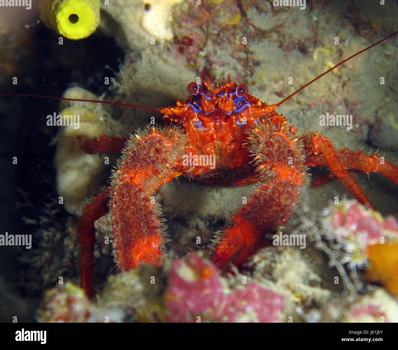 underwater cancer croatia salt water sea ocean water underwater cancer ...
