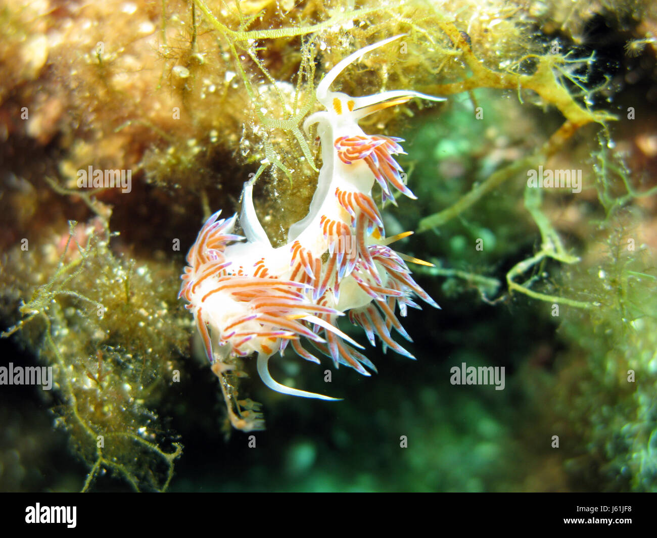 underwater slug salt water sea ocean water underwater slug salt water ...
