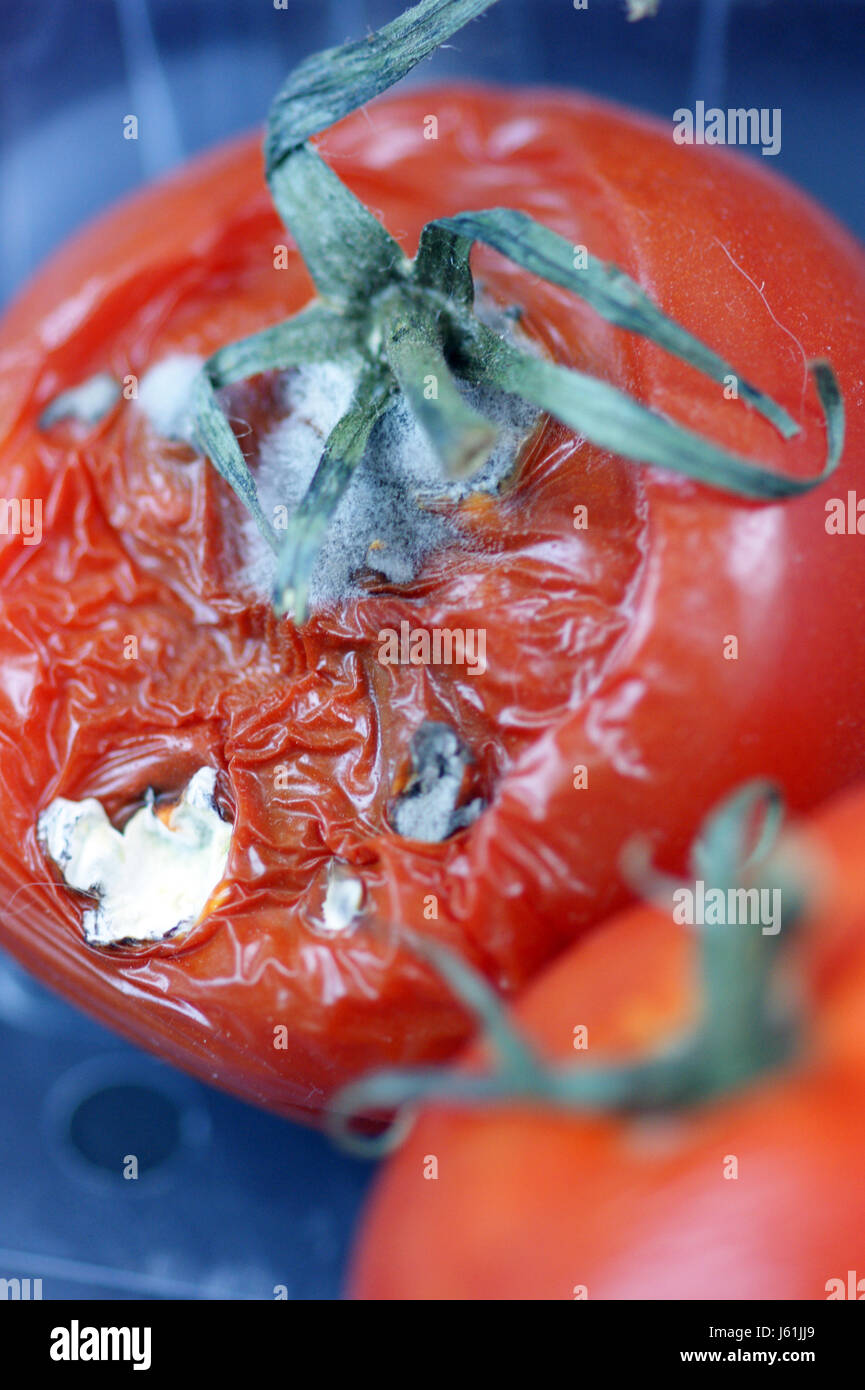 moldy tomatoes in the supermarket Stock Photo - Alamy