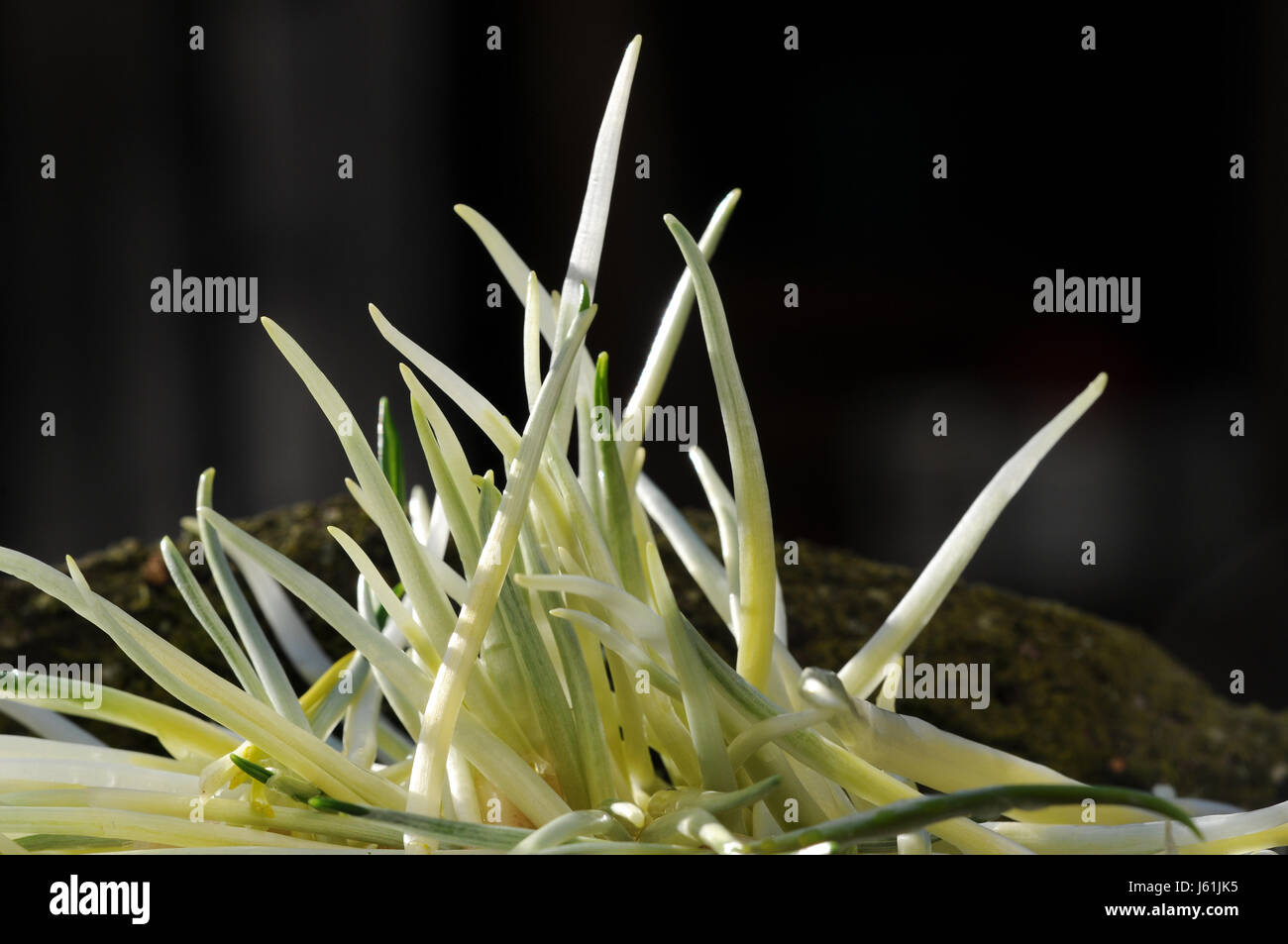wild garlic sprouts Stock Photo - Alamy