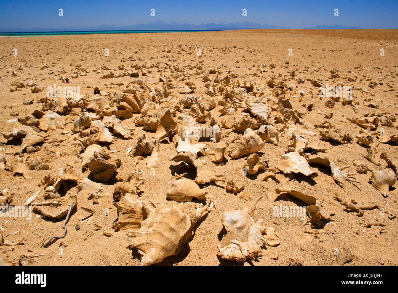 shell egypt salt water sea ocean water red blue mountains desert ...