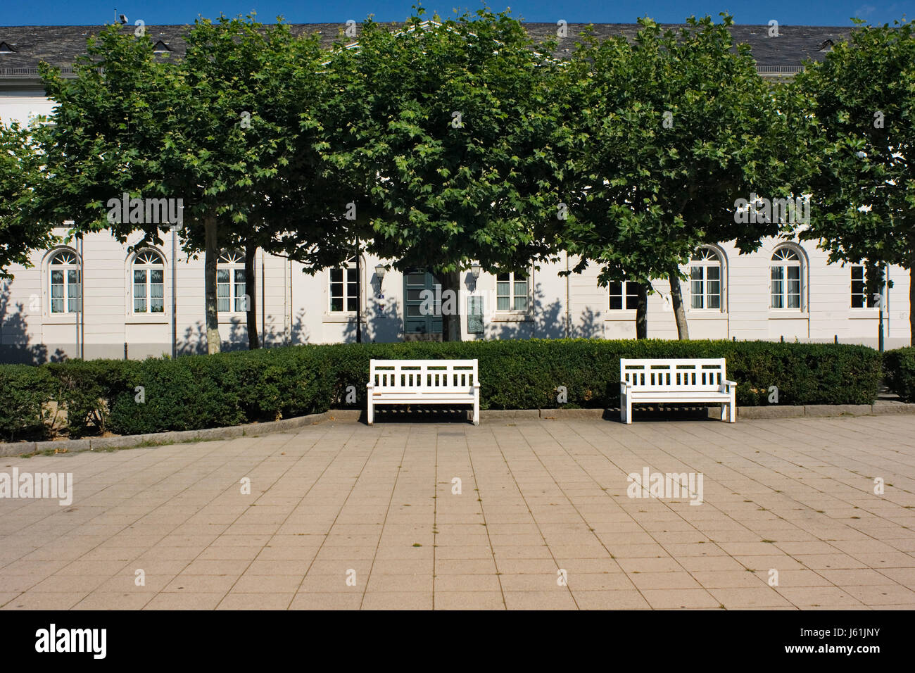 Sycamore hedge hi-res stock photography and images - Alamy