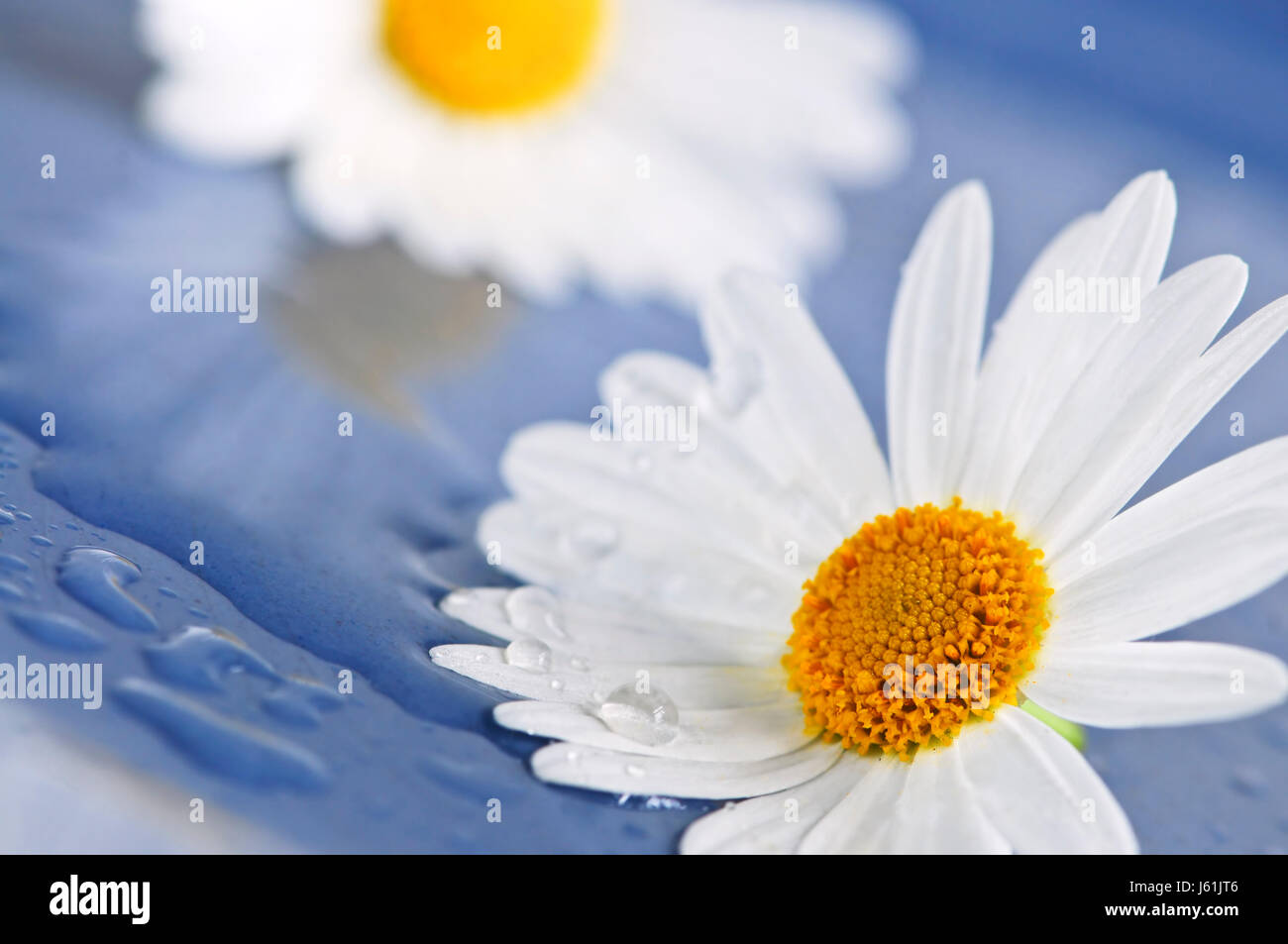 flower plant bloom blossom flourish flourishing wet dew petals daisy ...