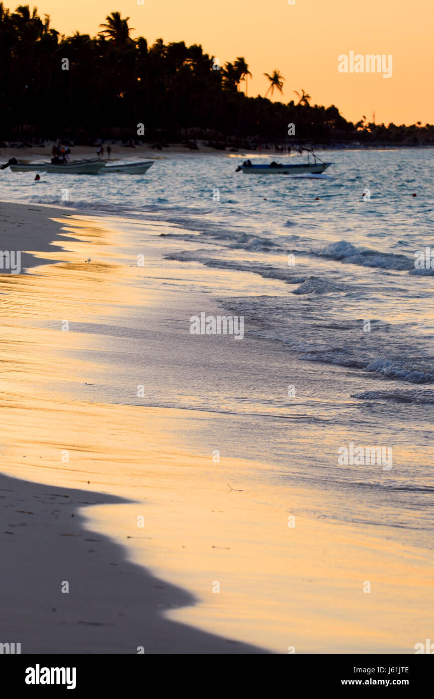 tree trees beach seaside the beach seashore tropical palm sandy salt ...