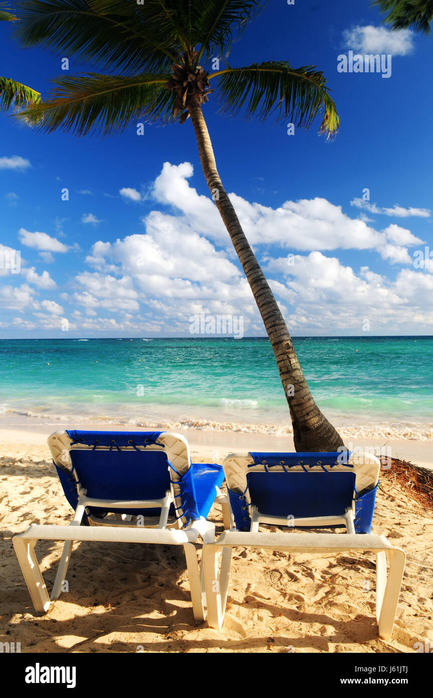 tree trees beach seaside the beach seashore chairs palm resort sandy ...