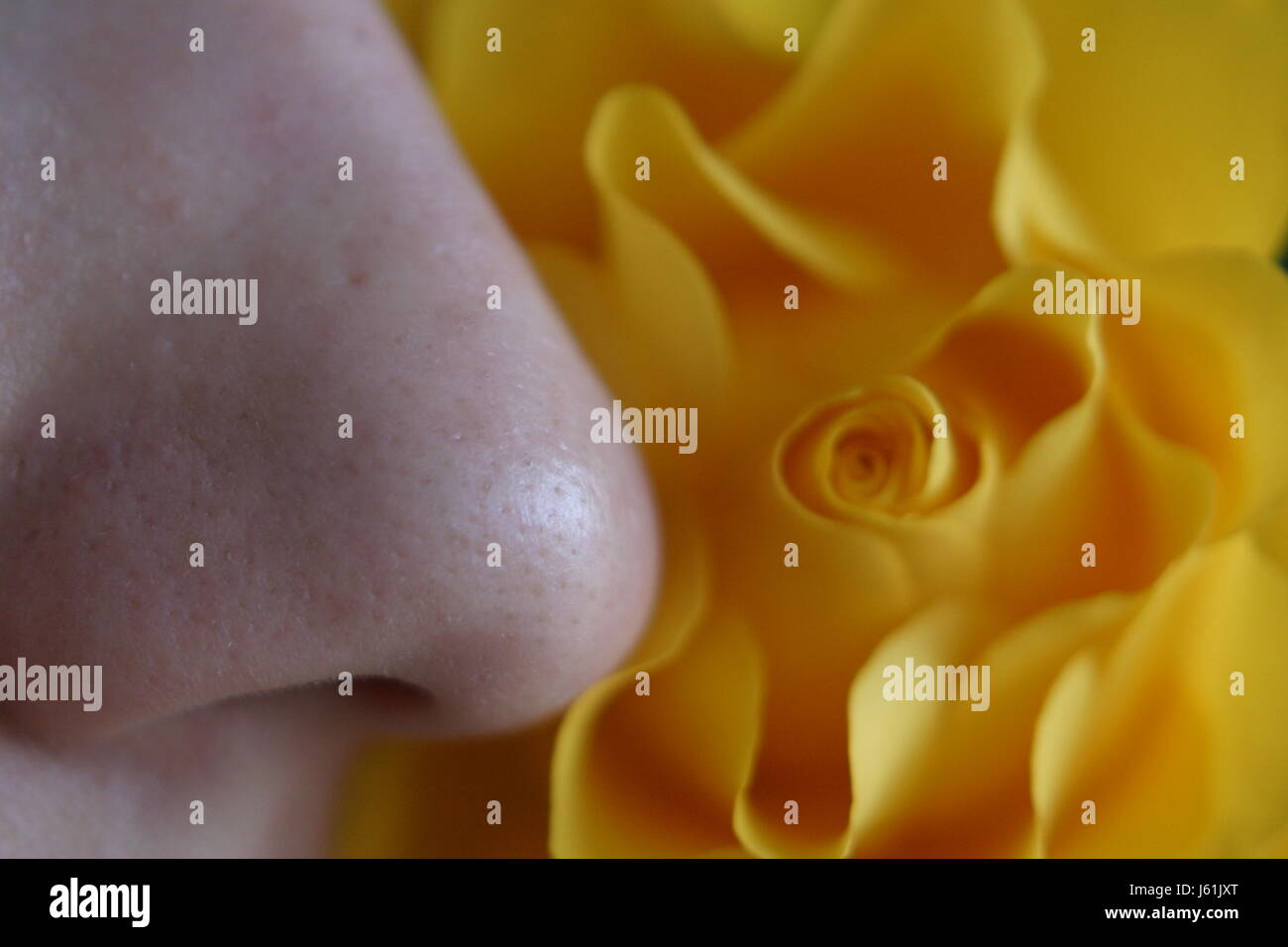 nose next to yellow rose Stock Photo - Alamy