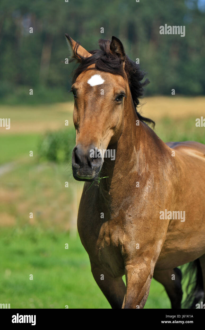 horse look glancing see view looking peeking looking at horses pony ...
