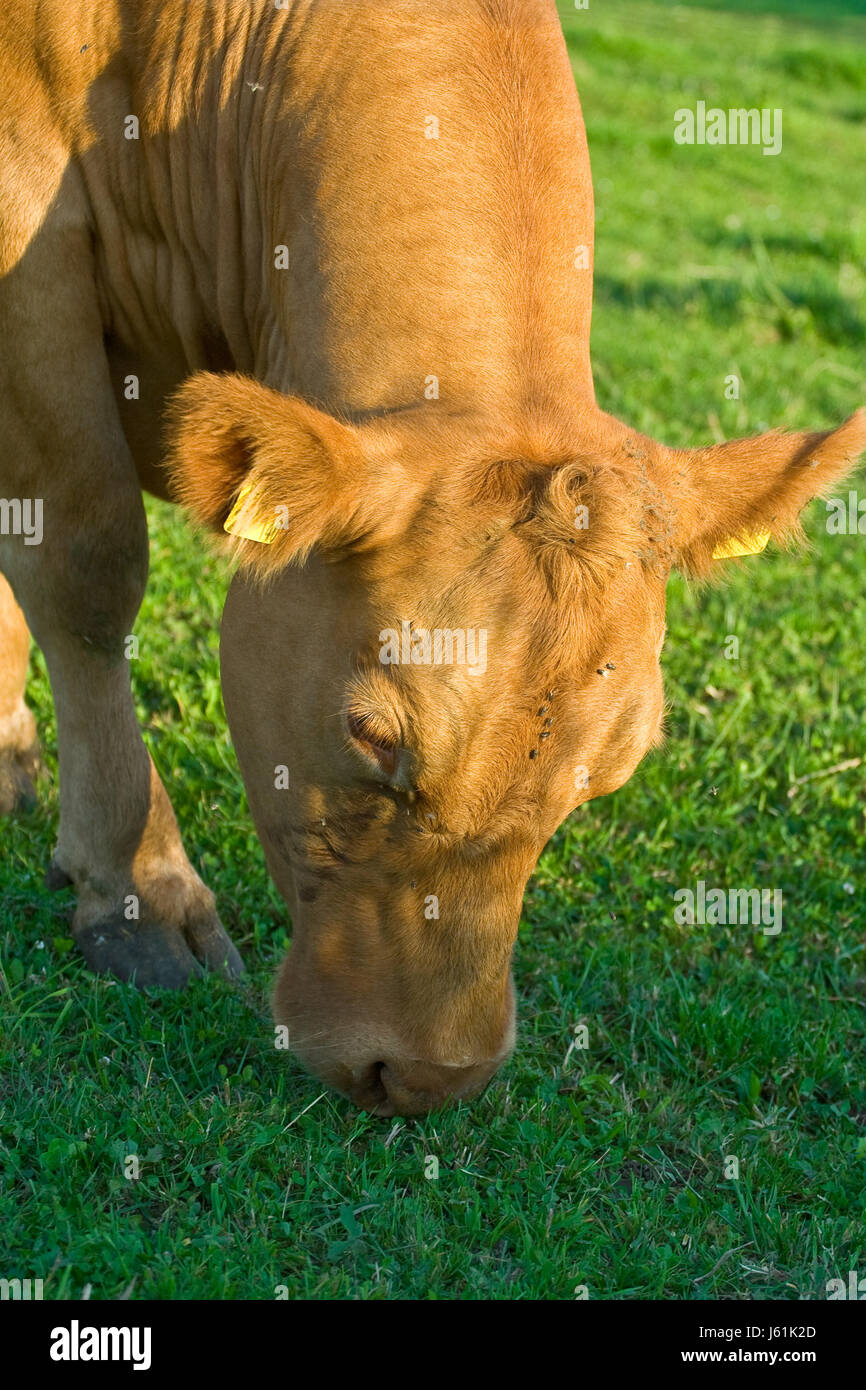 agriculture farming cow bovine graze calf head check animal green brown ...