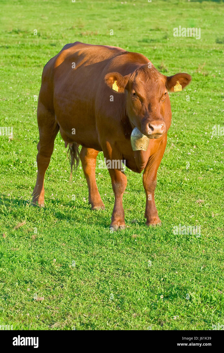 agriculture farming cow bovine farm calf willow check animal green ...