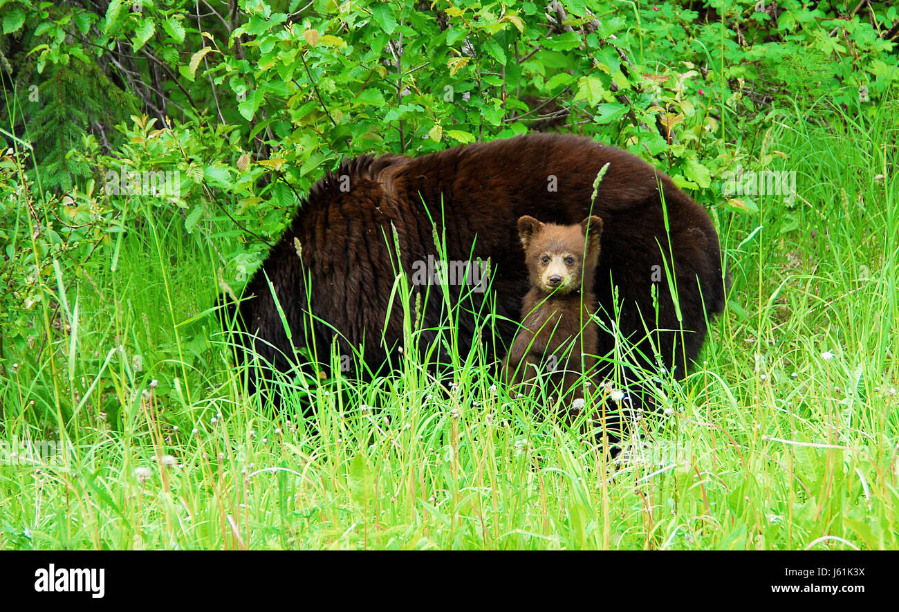 mammal bear canada to gorge engulf devour young animal north america ...
