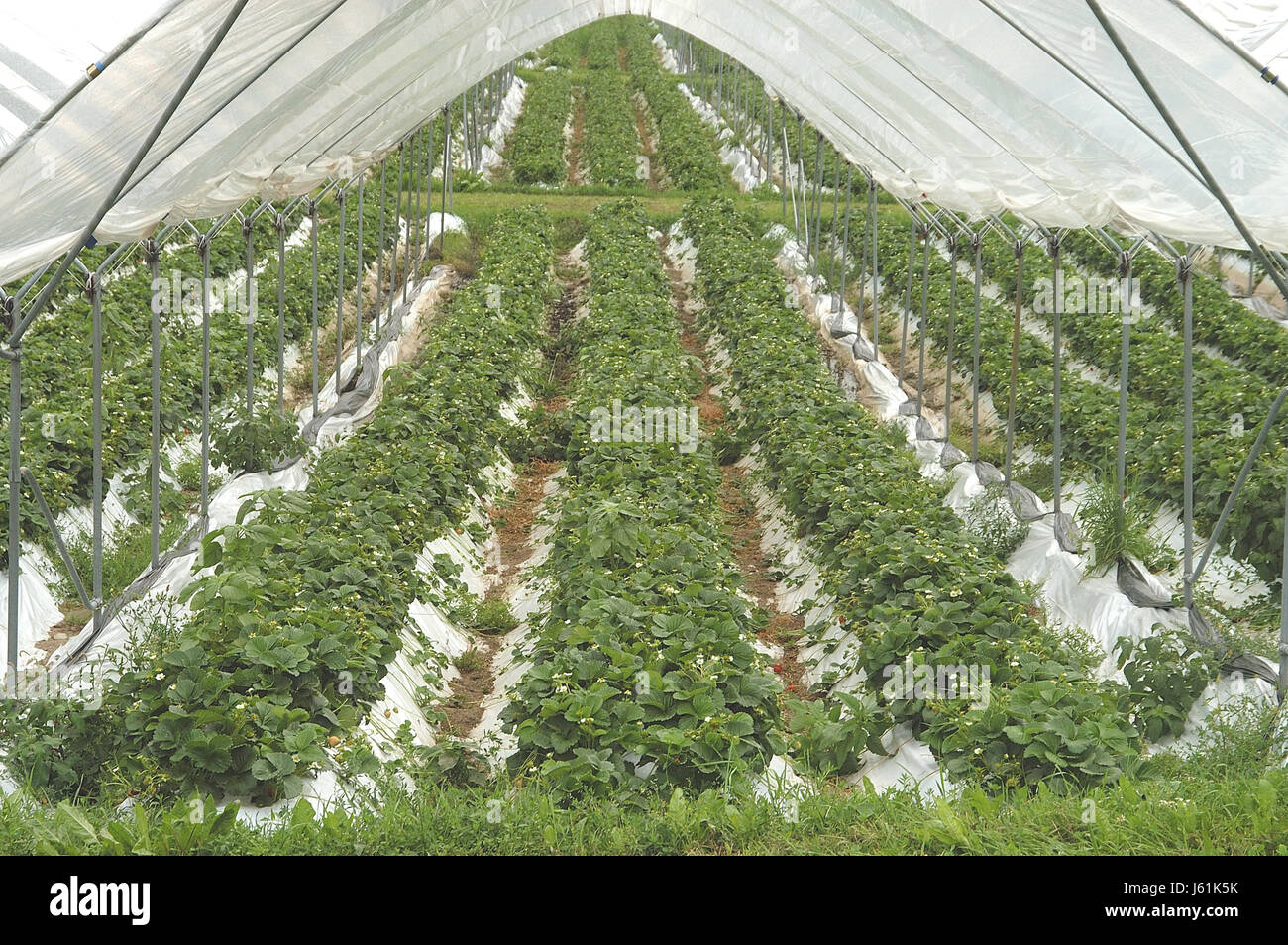 agriculture farming fruit cultivation foil orcharding fruit-growing ...