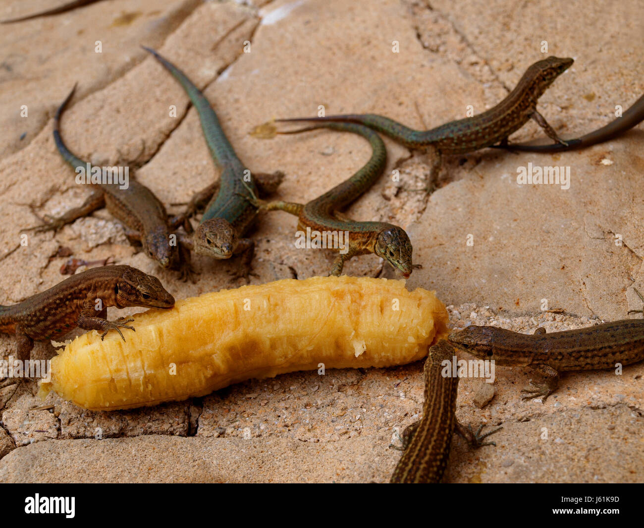 fodder reptiles banana many isle island legs stone wall to gorge engulf ...