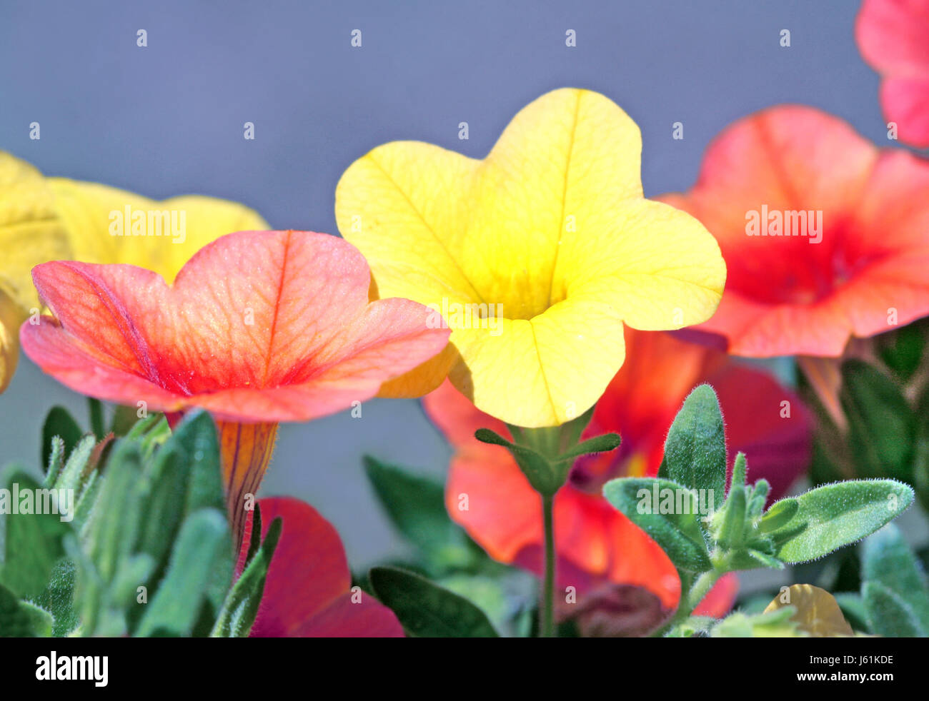 garden flower plant bloom blossom flourish flourishing decorative plant ...