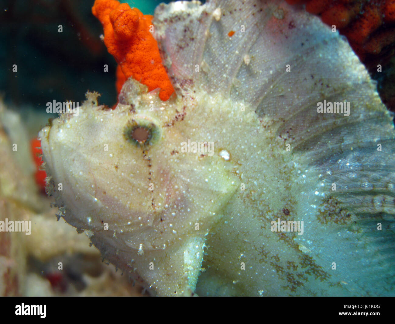 underwater dive salt water sea ocean water motion postponement moving ...