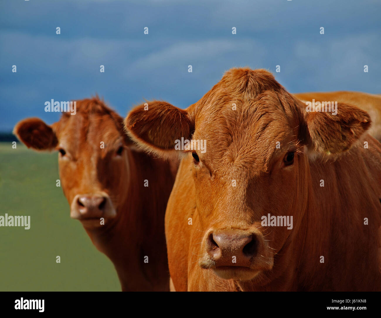 Two cows hi-res stock photography and images - Alamy
