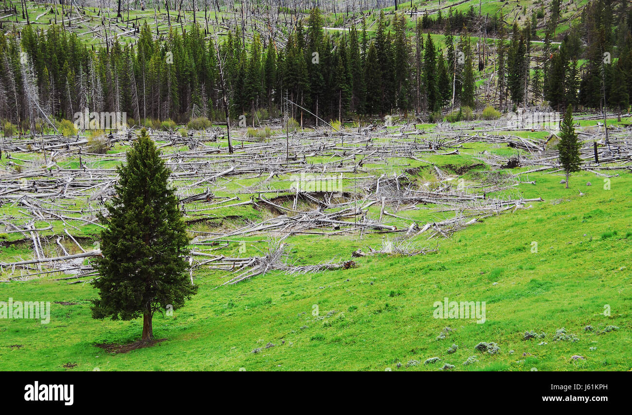 tree trees national park conifers north america dead tree trees ...