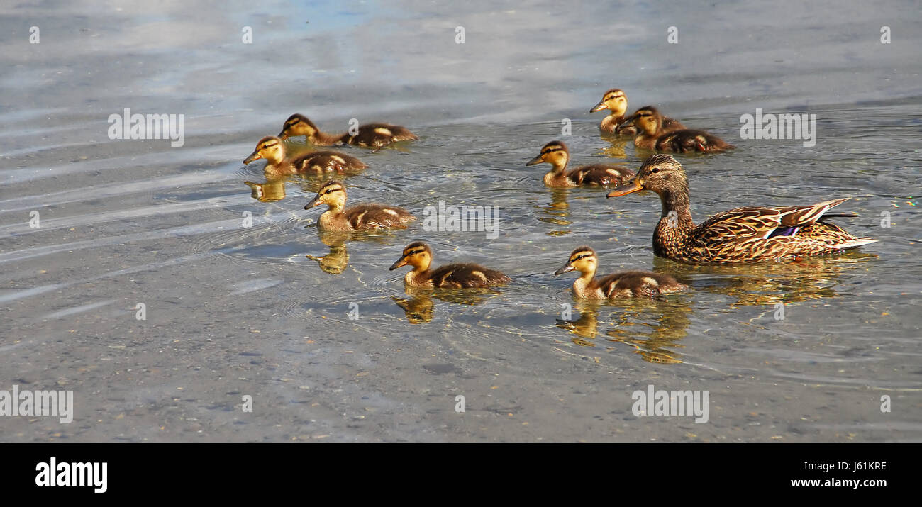 bird birds ducks duck female chick squabs water bird birds ducks duck ...