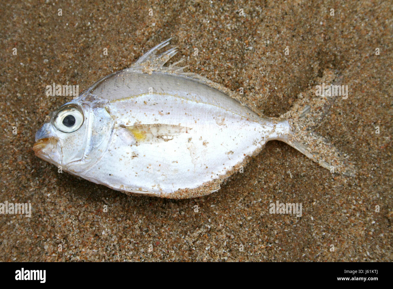 Echte Knochenfische High Resolution Stock Photography and Images - Alamy