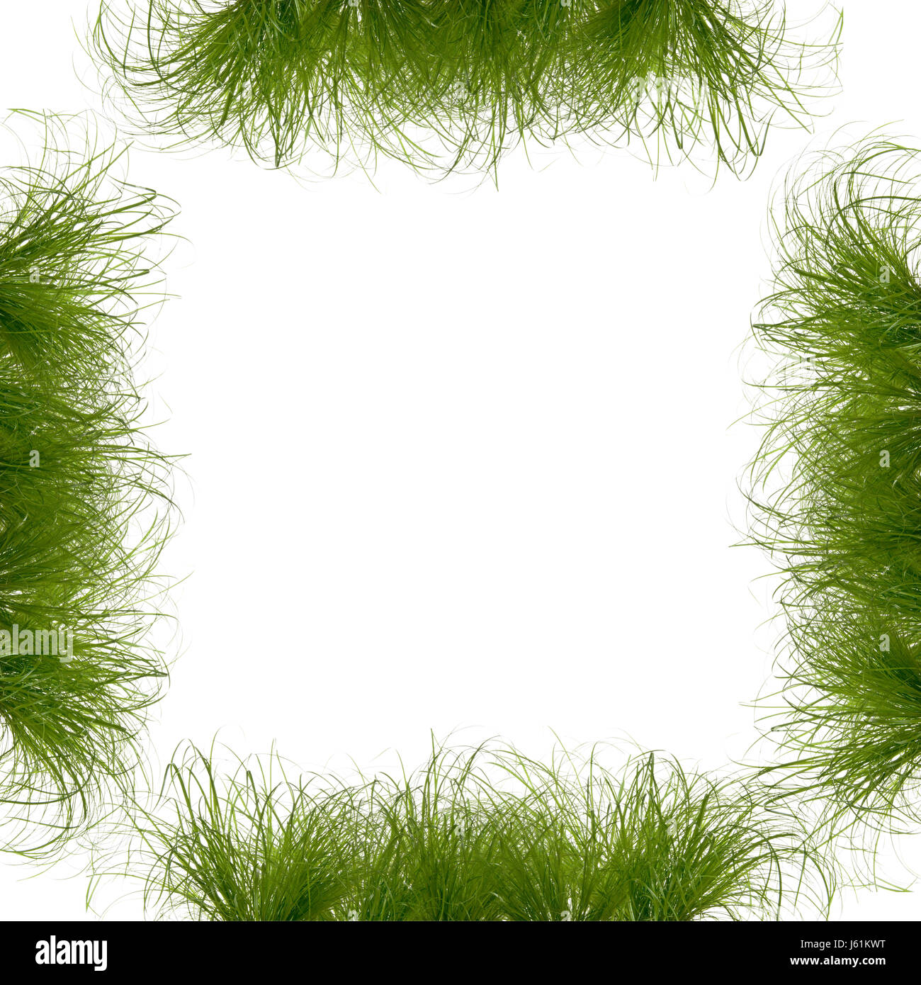 plant green summer summerly spring meadow grass lawn fresh plant green ...