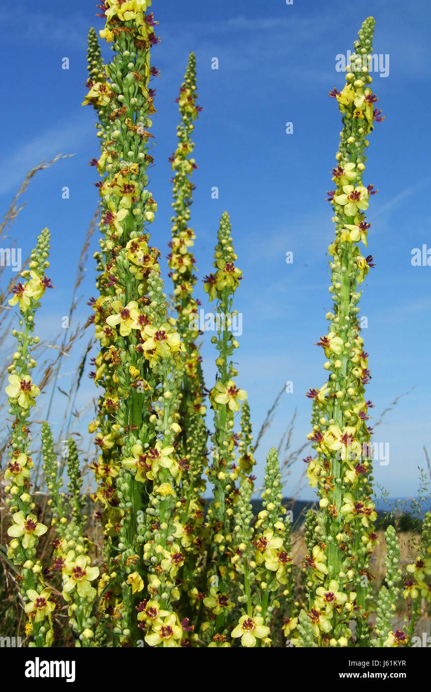 bloom blossom flourish flourishing yellow plant flower plant bloom ...