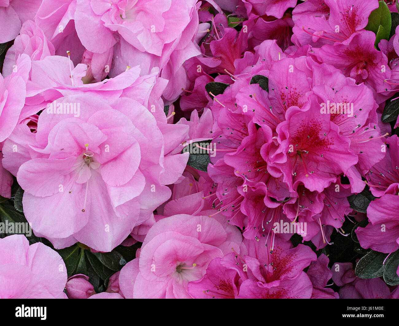 colour trend variety novelty shapes shape colors colours macro close-up ...