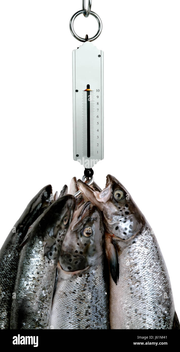 angle fish weight salmon hanged food aliment isolated animal angle fish ...