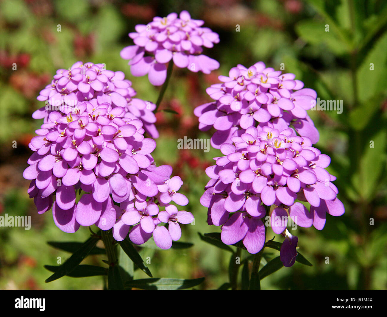 iberis amara - candytuft Stock Photo - Alamy
