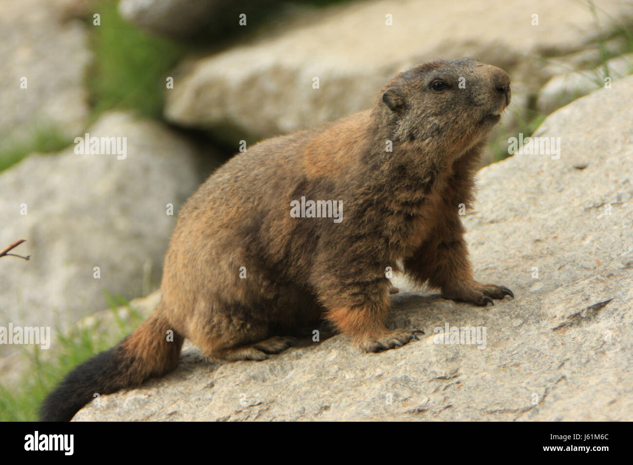 mountains mammal alps rodent marmot groundhog listen animal mammal ...