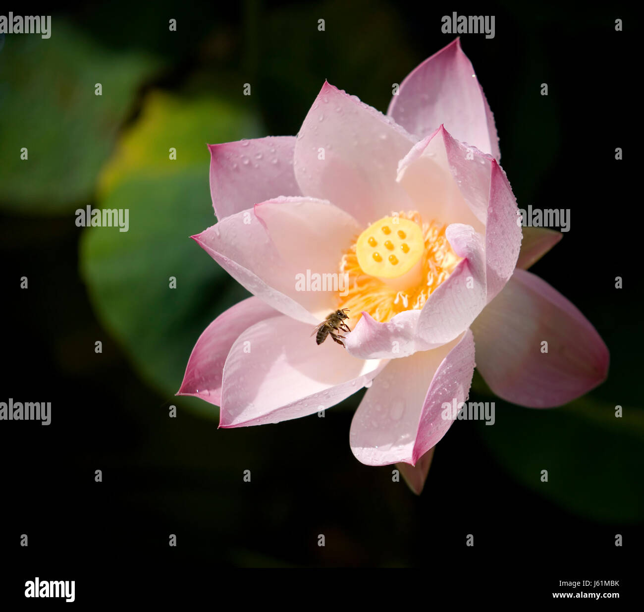 raindrop lotus flower insect bee insect moist facilitate ease resting ...