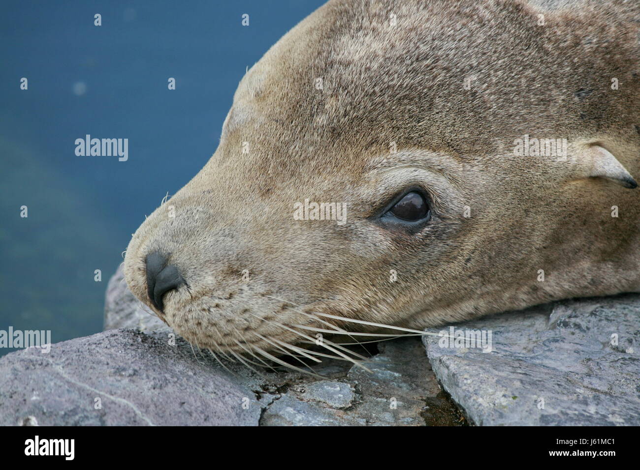 Seal crawl sea lion hi-res stock photography and images - Alamy