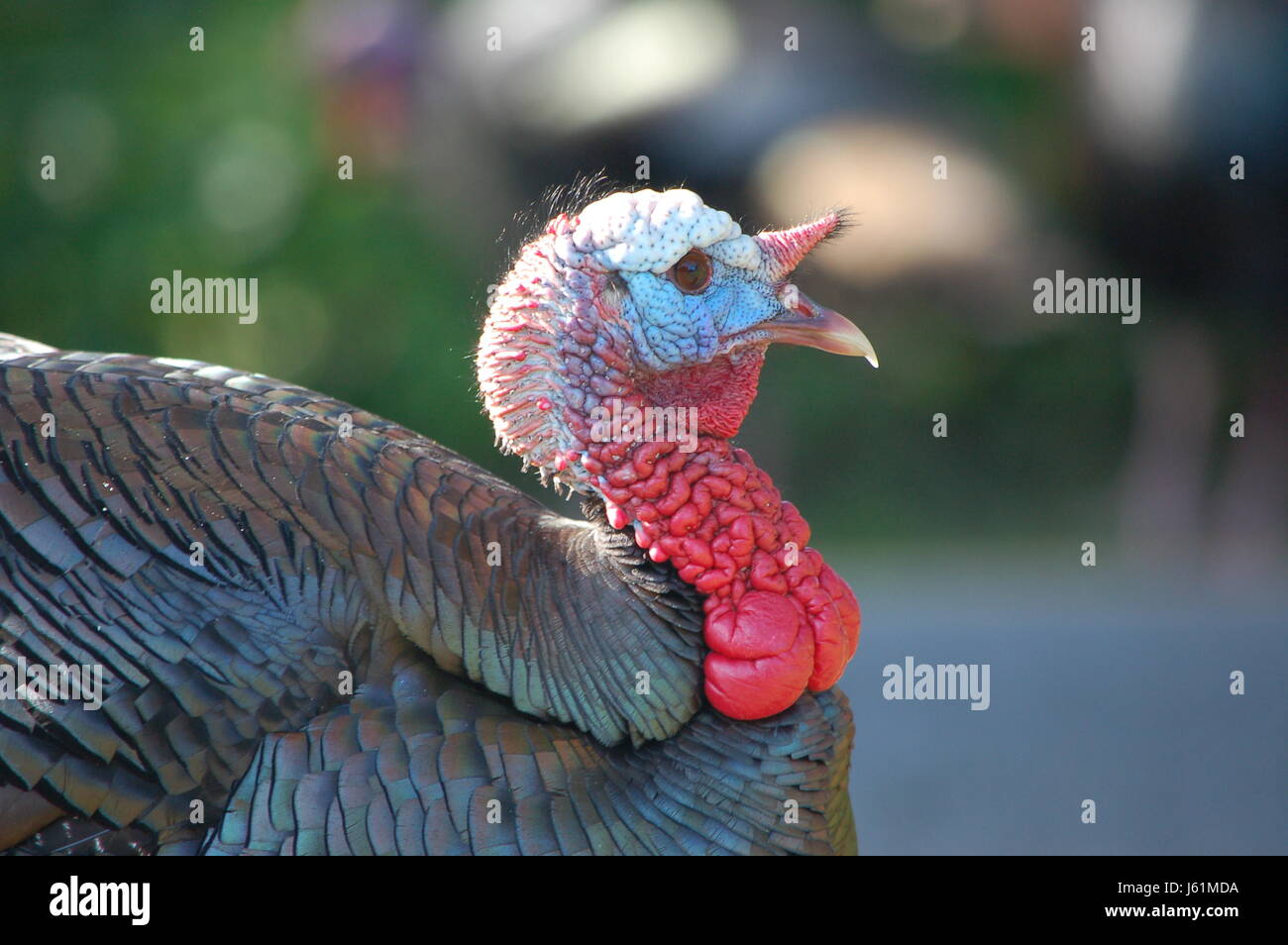 Wild turkey wandering around the streets of the Monclair Hills in ...
