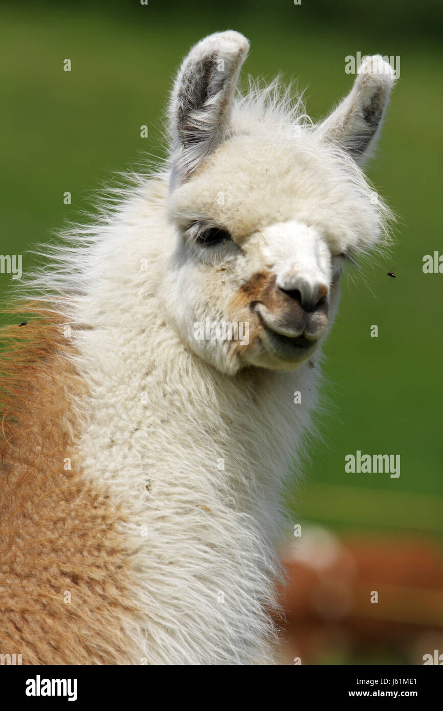 Lamakopf hi-res stock photography and images - Alamy