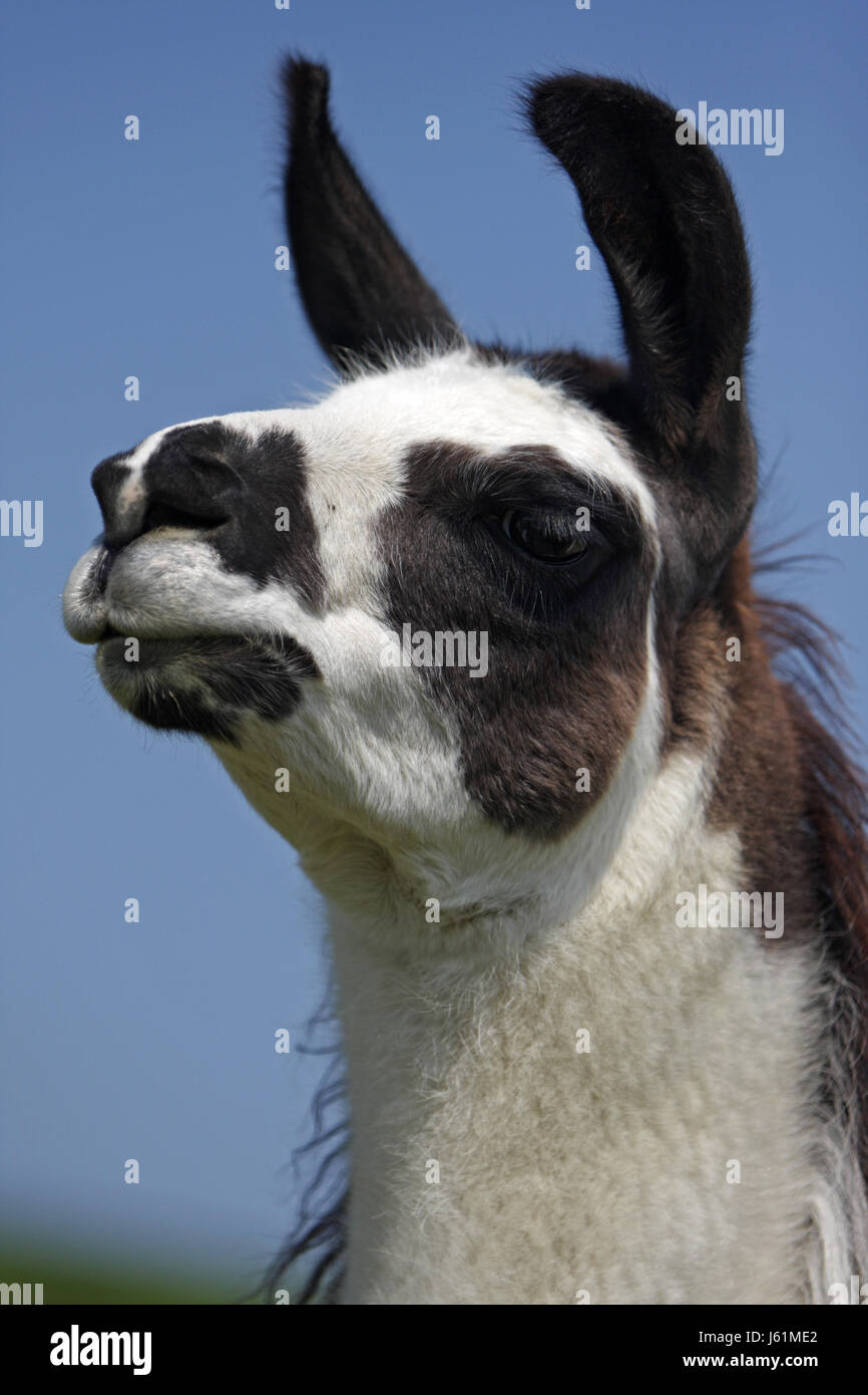 mammal skin llama mammal camel skin camels llama artiodactyla ...