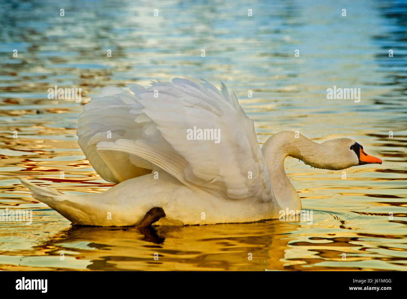 blue bird swan birds fresh water pond water attack gold blue bird swan ...