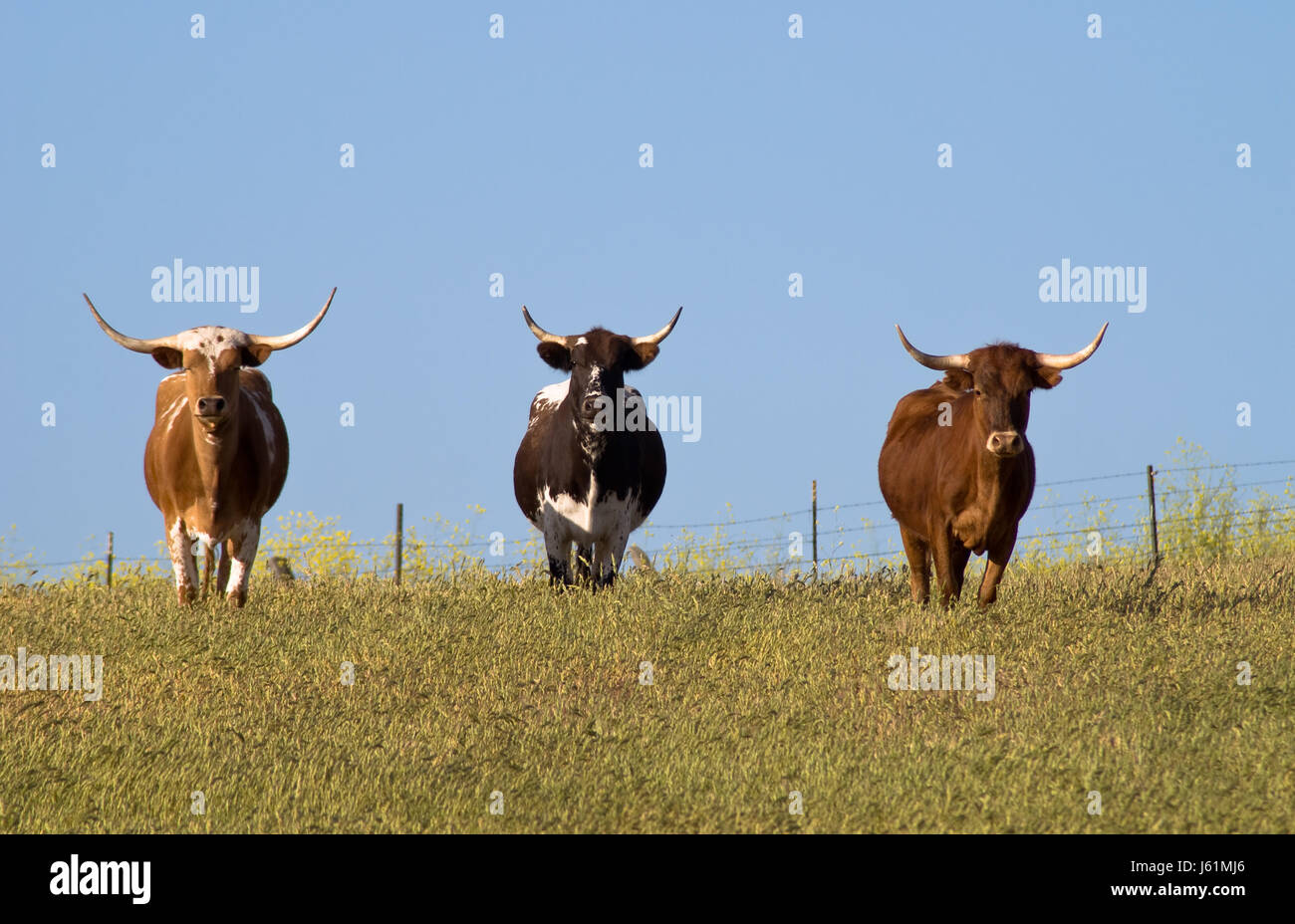 animal bull cow farm cattle pasture animals bull agriculture farming ...