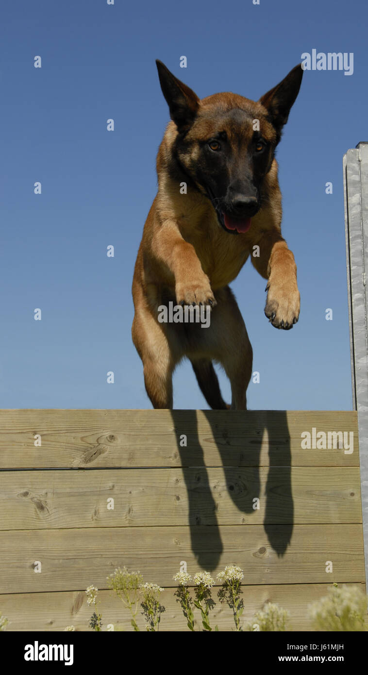 pet dog spring bouncing bounces hop skipping frisks jumping jump ...