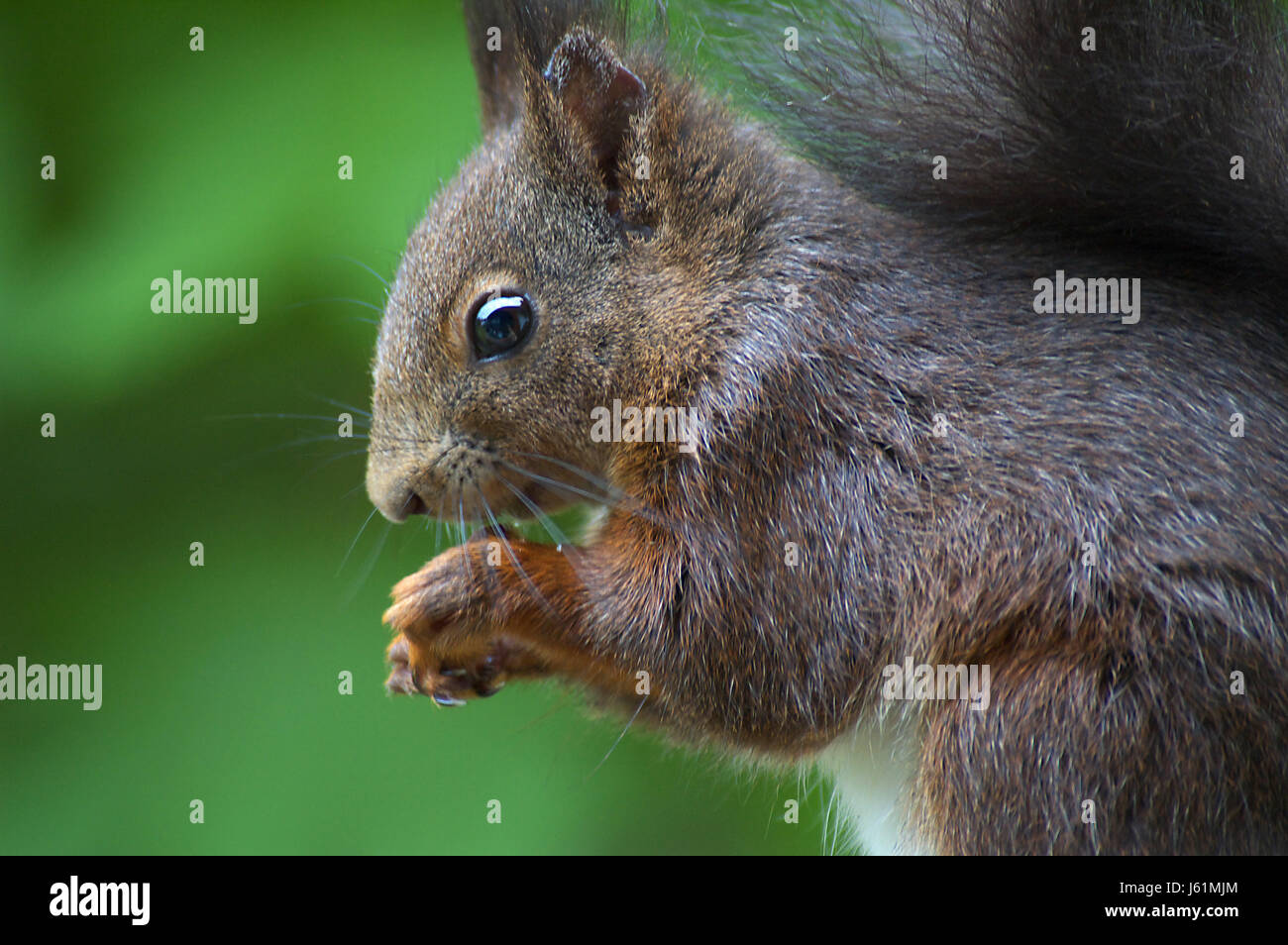 fodder tree to gorge engulf devour squirrel free forest nature leaf ...