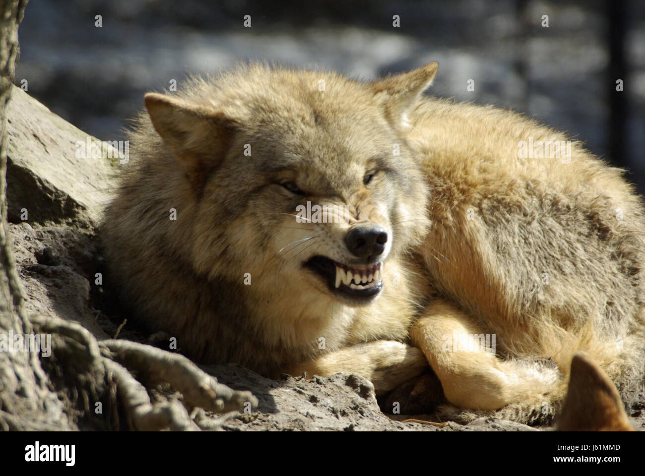 teeth lie lying lies tooth wolf snarl threaten mammal teeth lie lying ...