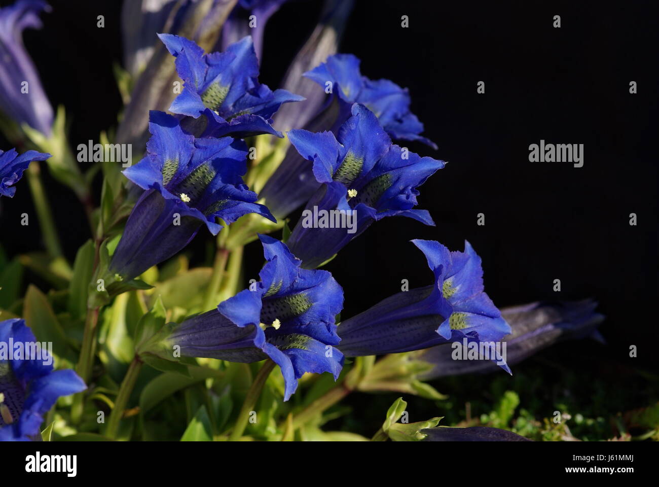 blue flower plant bloom blossom flourish flourishing alps gentian group ...