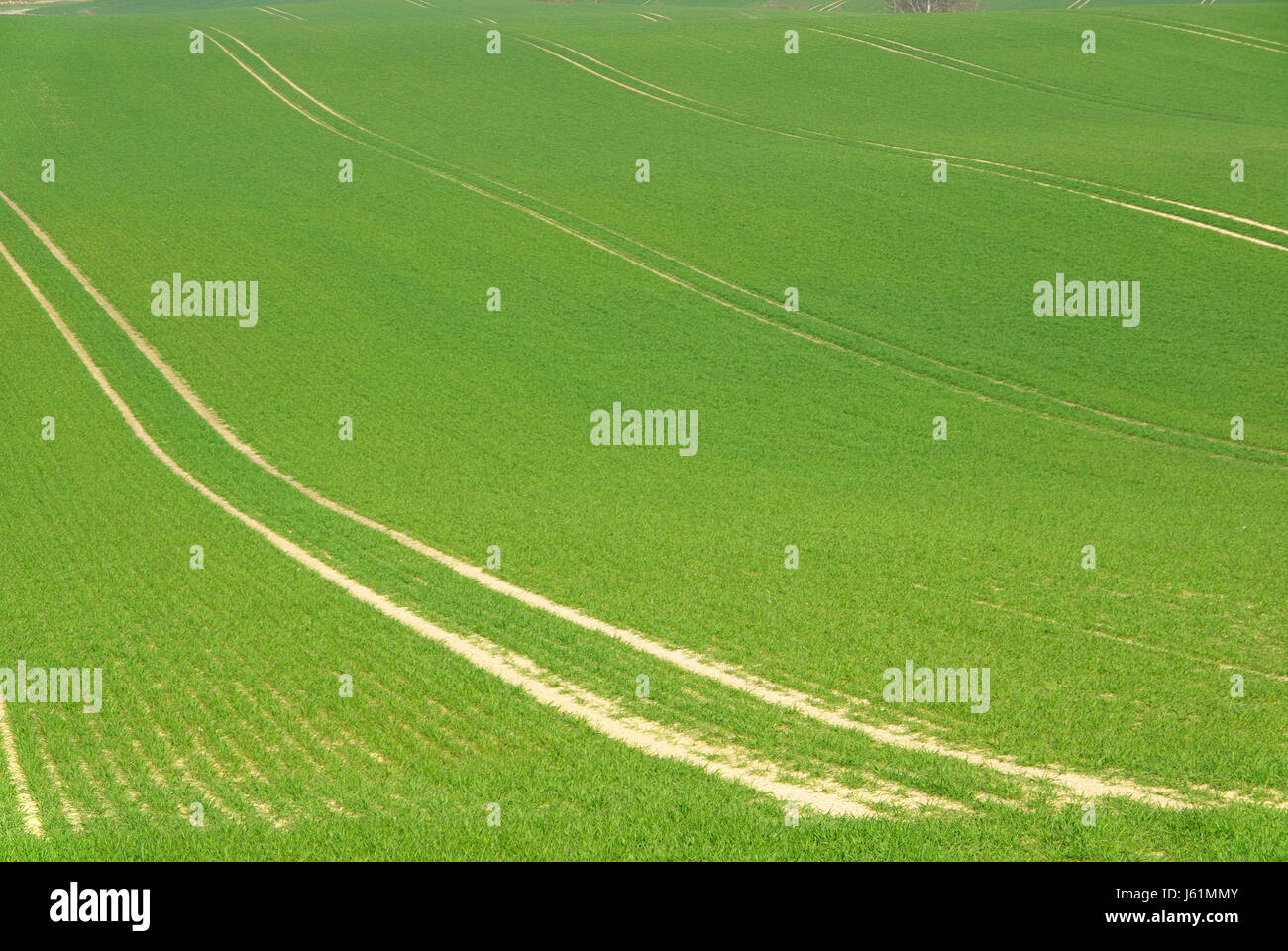 field spring acre track grain field path way grain cereal agrarian ...