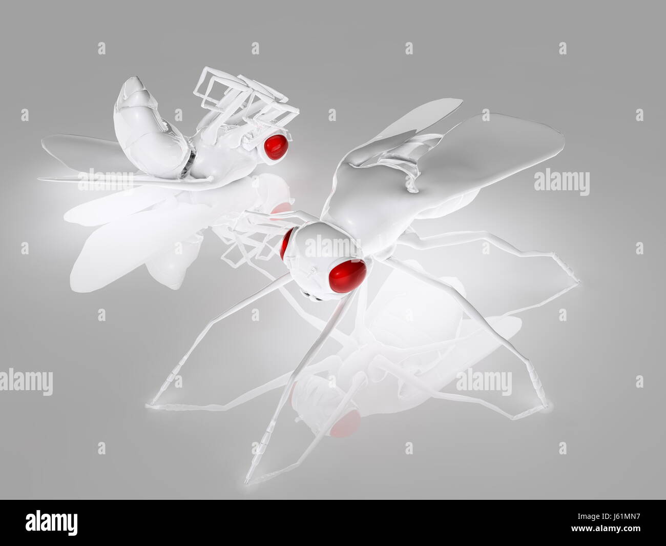 insect insects eyes fly flies flys flying death graphic insect insects ...