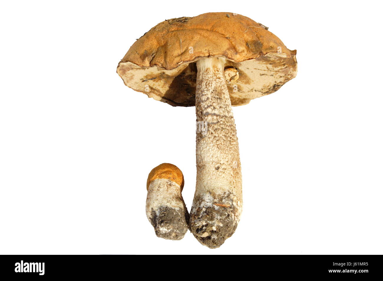 mushroom fungus shaggy eating eat eats close food aliment macro close ...