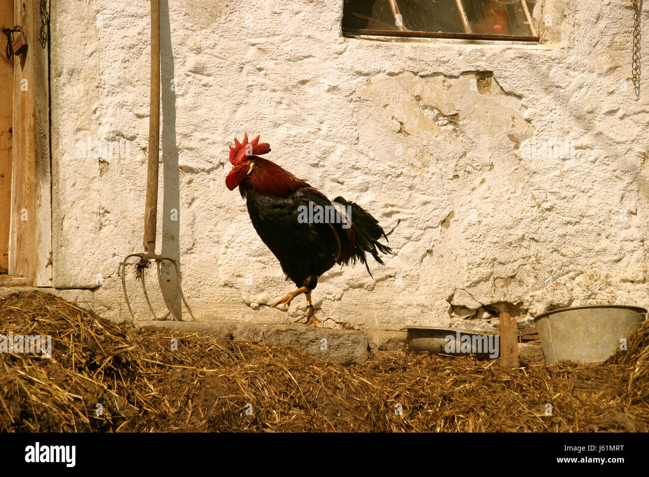 poultry farm chicken strut cock rooster agriculture farming feathers ...